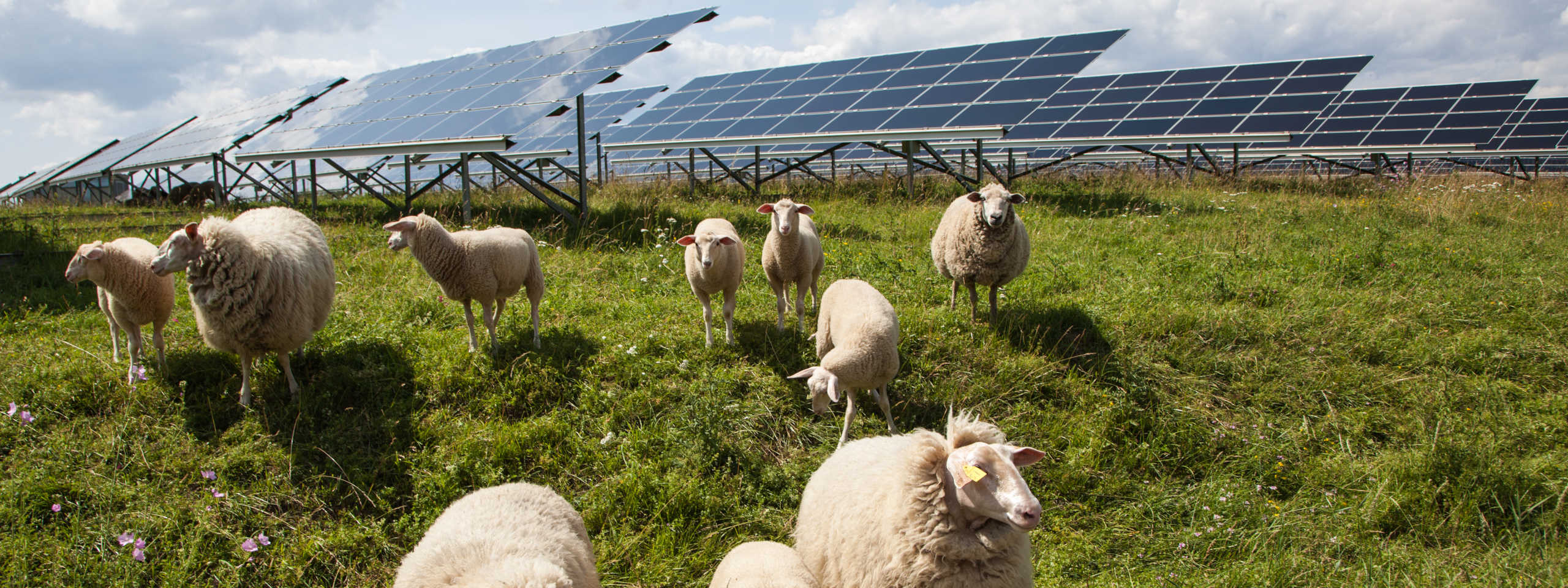 High Grove Solar Farm | RWE in the UK