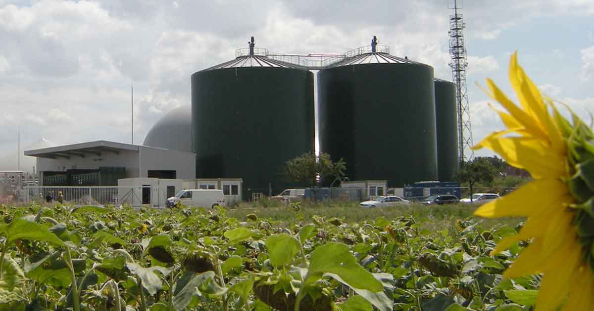 Bioenergy Biomass & Biogas | Discover renewables at RWE